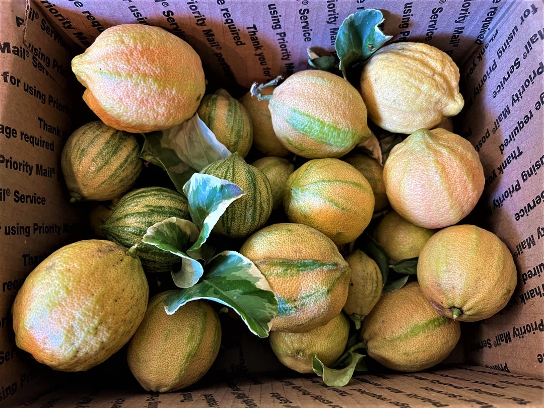 Fresh VARIEGATED Organic Pink Lemons - Etsy