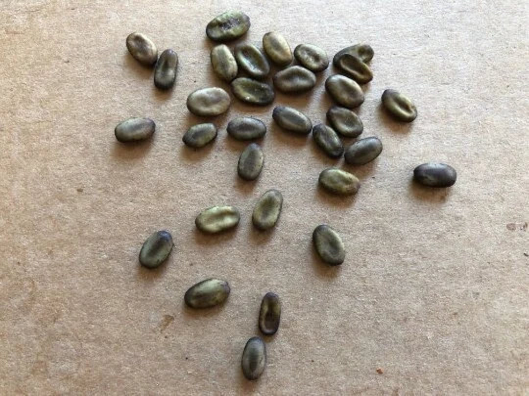 30 Palo Verde Tree Seeds - Etsy