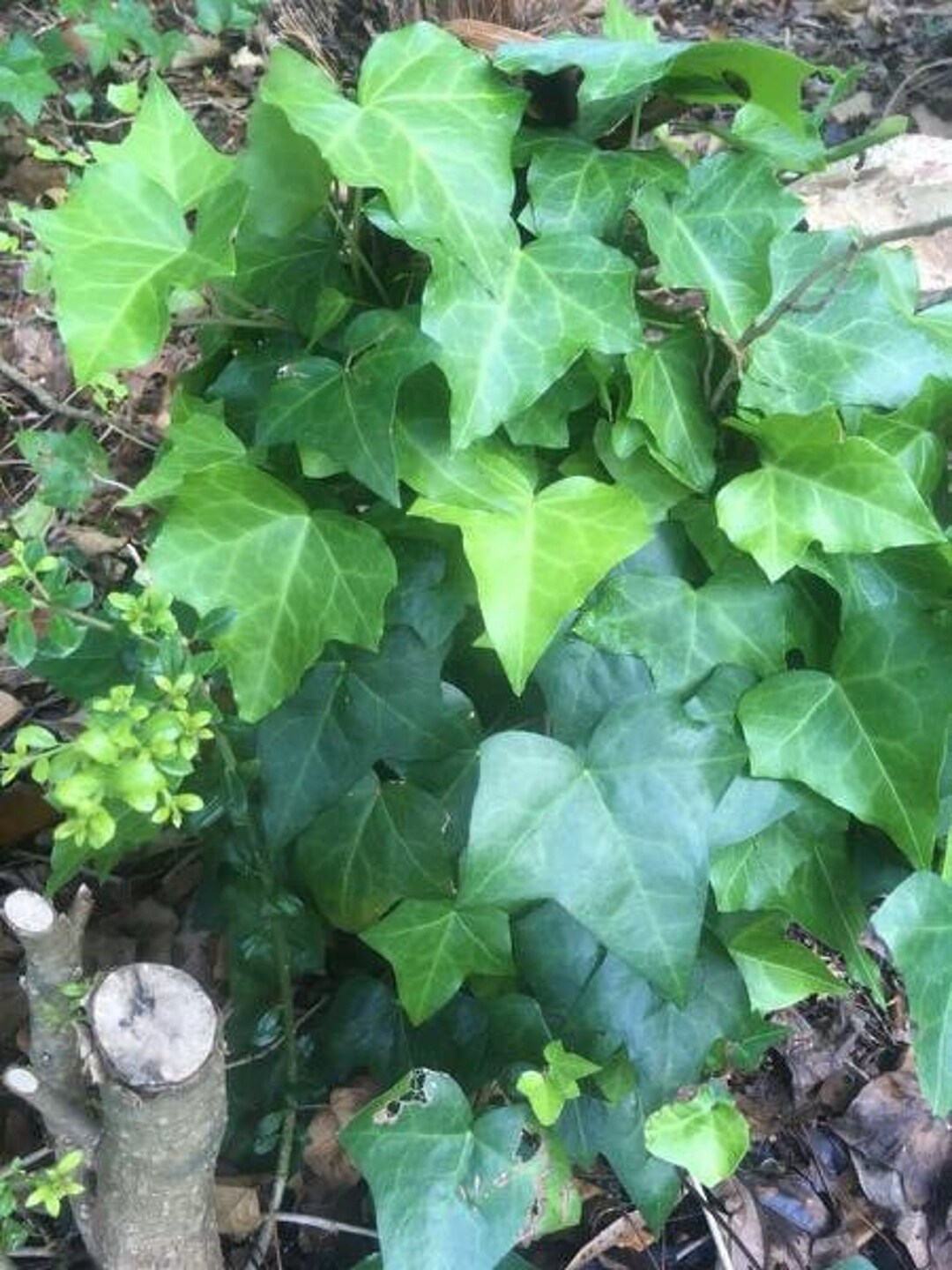 15 Common English Ivy Unrooted Cuttings, 7-8 Inches - Etsy