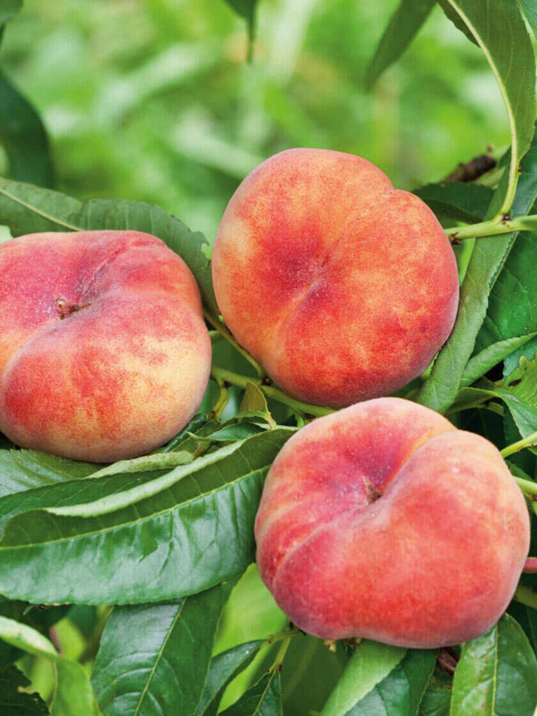 Donut Peach Tree, 4 Unrooted Cuttings 7-8 Inches for Propagation ...