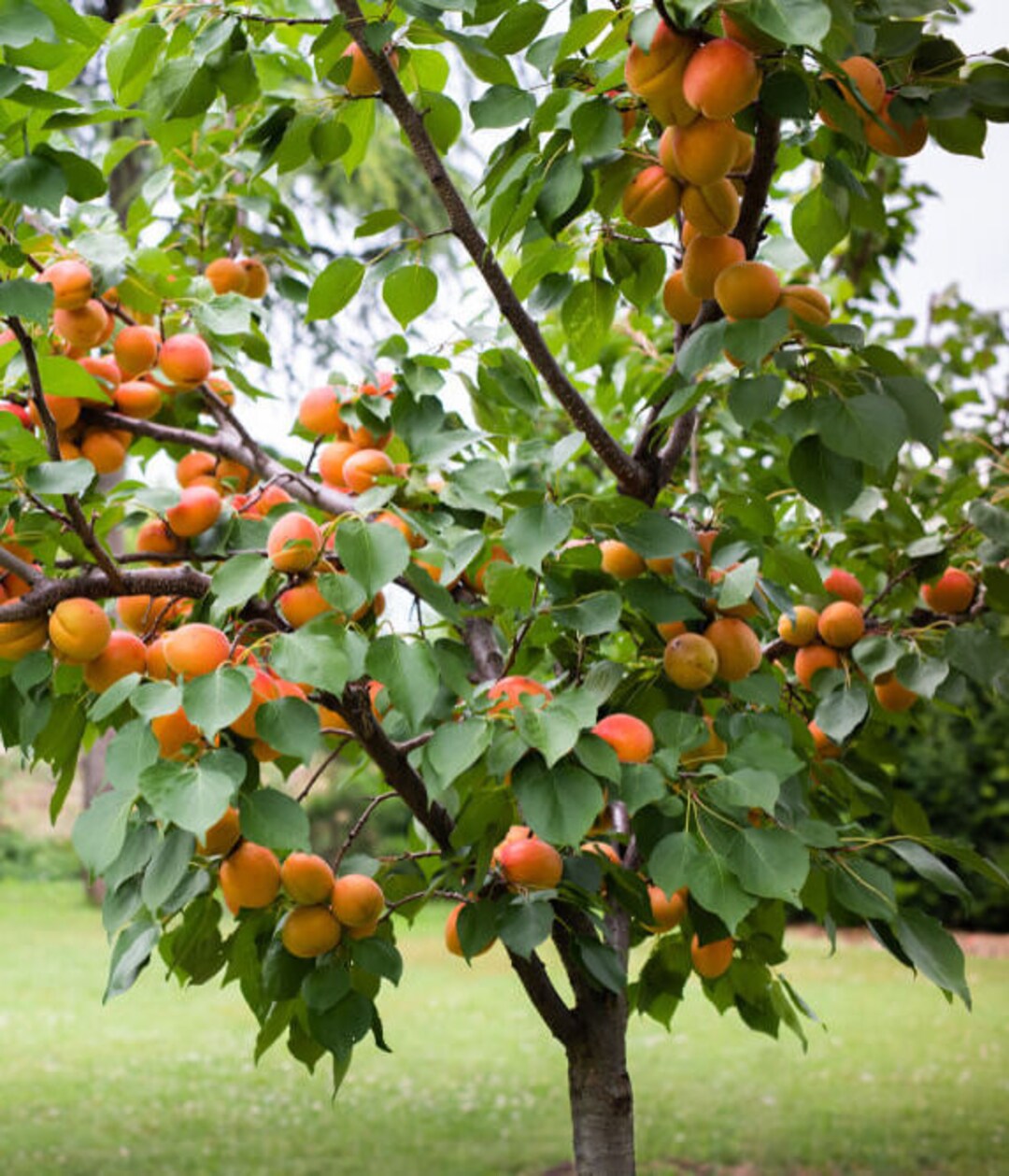 Tropic Gold Apricot Tree 4 Unrooted Cuttings 7-8 Inches - Etsy