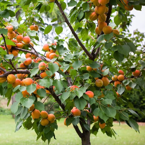Tropic Gold Apricot Tree 4 Unrooted Cuttings 7-8 Inches - Etsy