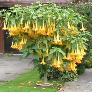 Yellow Angel Trumpet, 4 Unrooted Cuttings, 7-8" Amazing Tropical Beauty ...
