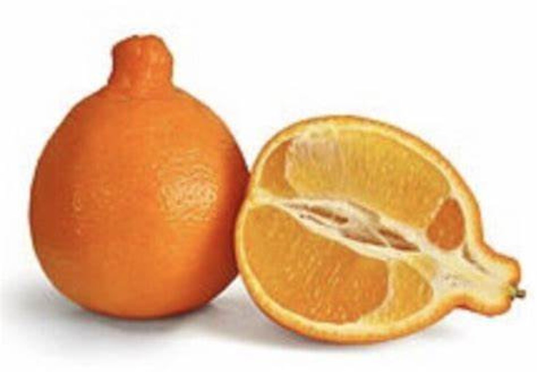 10 Fresh Tangelo Seeds - Grow Your Own Citrus Oasis at Home! - Etsy