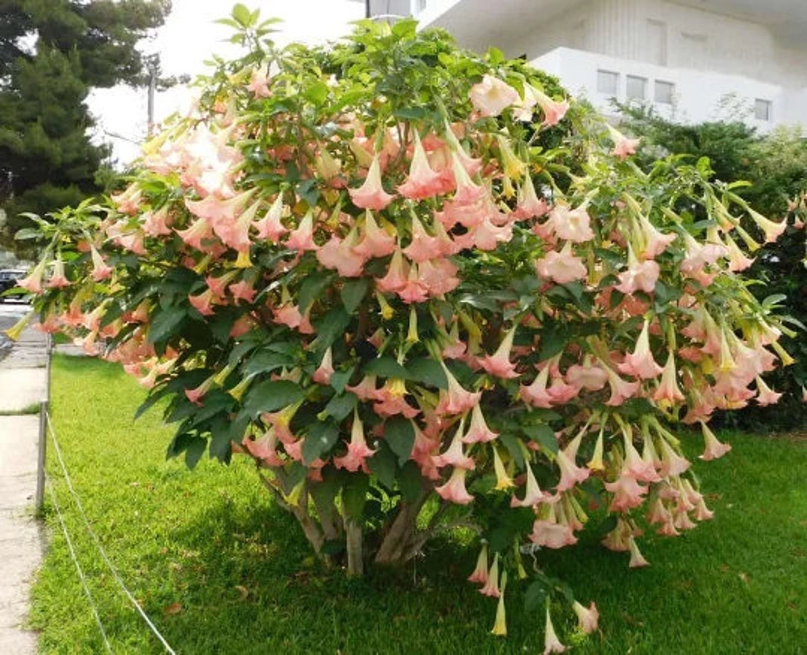 Pink Angel Trumpet – 4 Unrooted Cuttings (7-8") - Etsy