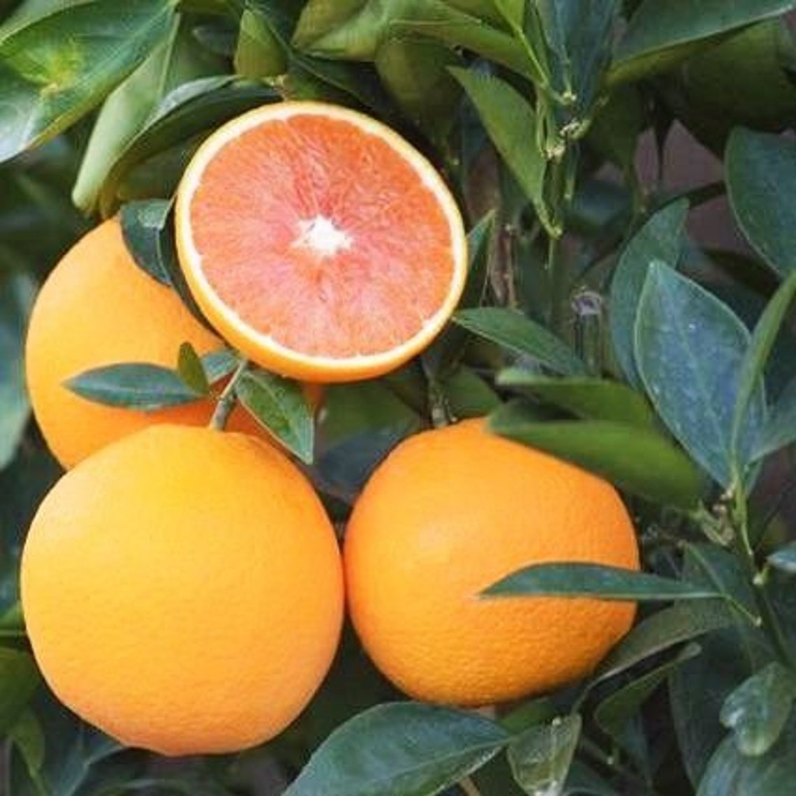 Cara Cara Orange Tree, 4 Unrooted Cuttings 7-8" for Propagation Methods ...