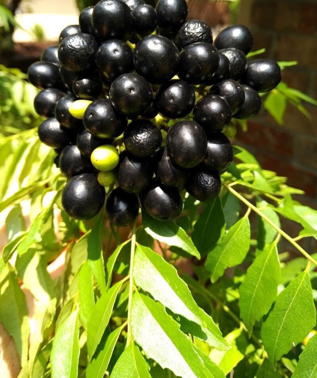 Curry Tree Seeds Grow Your Own Flavor 25 Seeds - Etsy