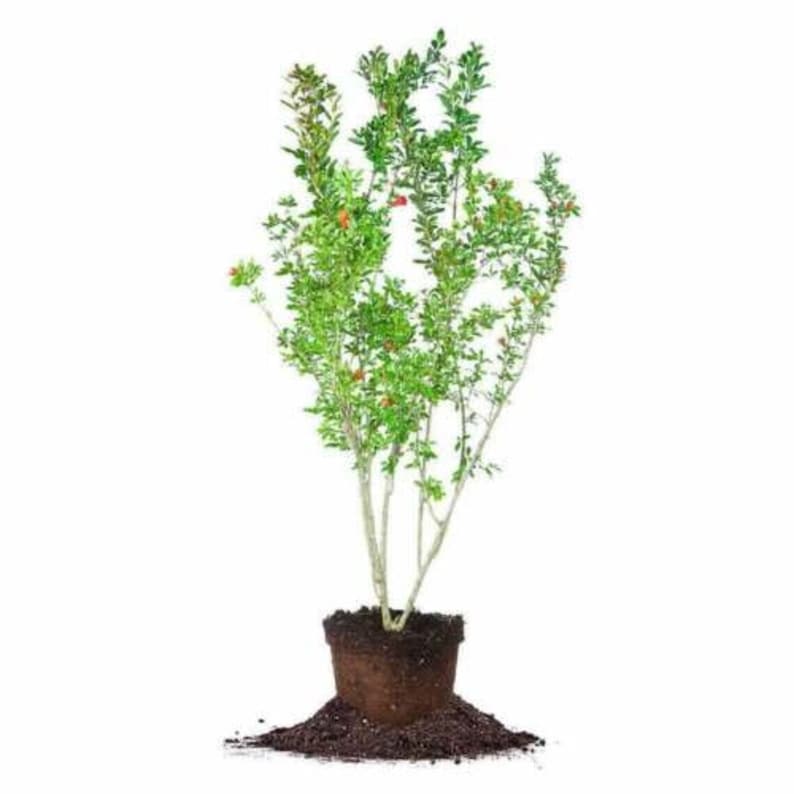 Four (4) EVERSWEET POMEGRANATE TREE Non-rooted Cuttings 7-8 Inches - Etsy