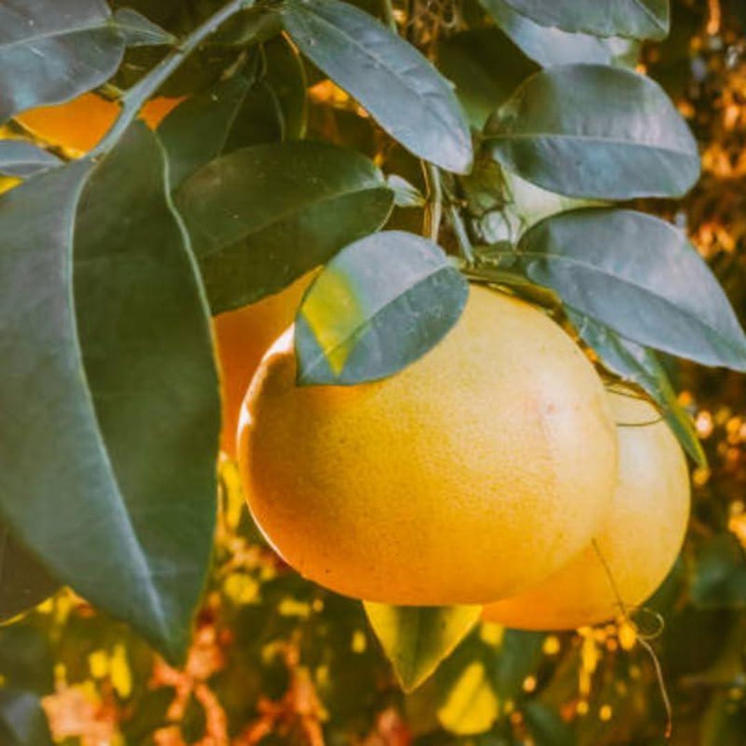 Ruby Red Grapefruit Tree - 4 Unrooted Cuttings - Grow Your Own Delicious Grapefruit Tree! - Etsy