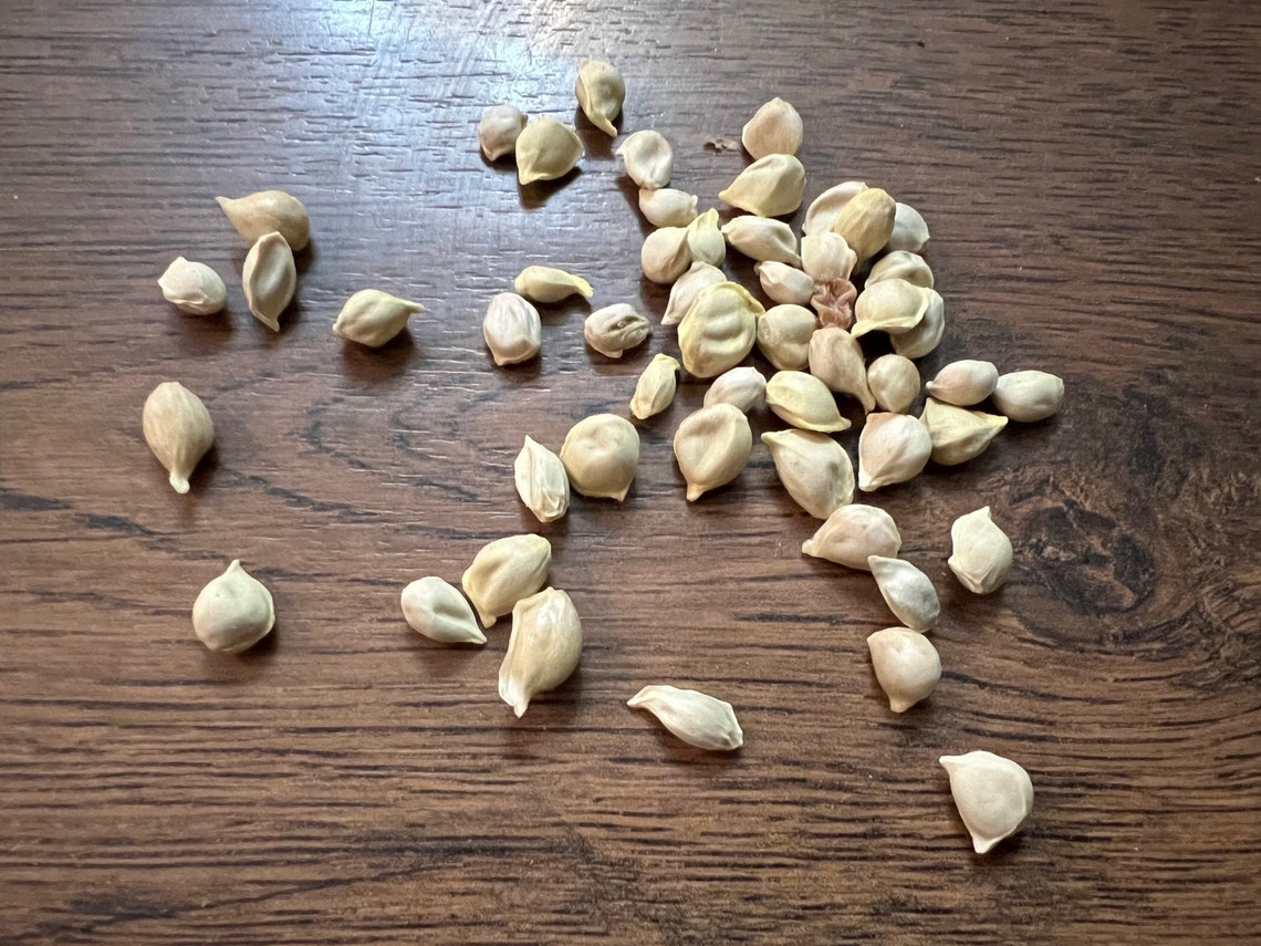 10 Fresh Tangelo Seeds - Grow Your Own Citrus Oasis at Home! - Etsy