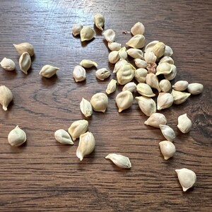 10 Fresh Tangelo Seeds - Grow Your Own Citrus Oasis at Home! - Etsy