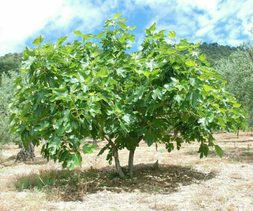 Kadota Fig Tree 4 Unrooted Cuttings 7-8 Inches SUPER SWEET - Etsy