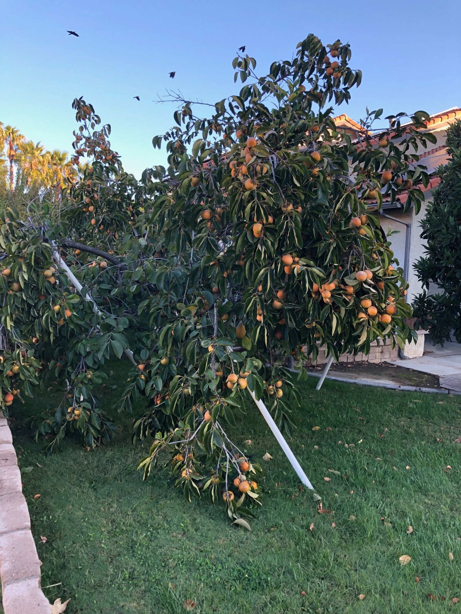 Four (4) Giant Fuyu Persimmon Tree Unrooted Cuttings for Rooting and ...