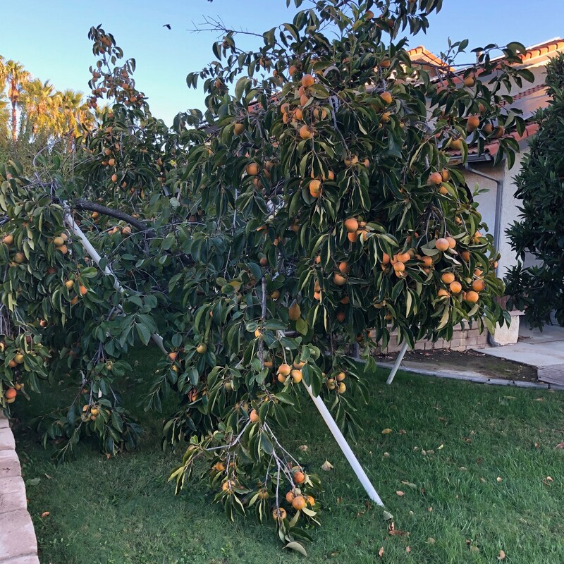 Giant Fuyu Persimmon Tree - Etsy