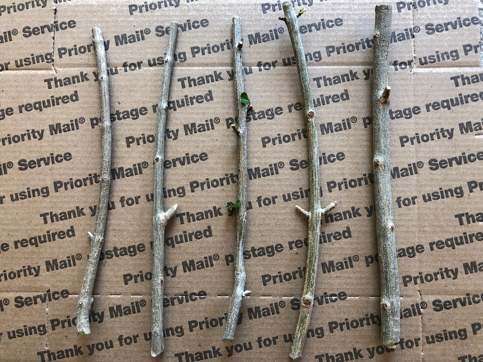 Four (4) EVERSWEET POMEGRANATE TREE Non-rooted Cuttings 7-8 Inches - Etsy