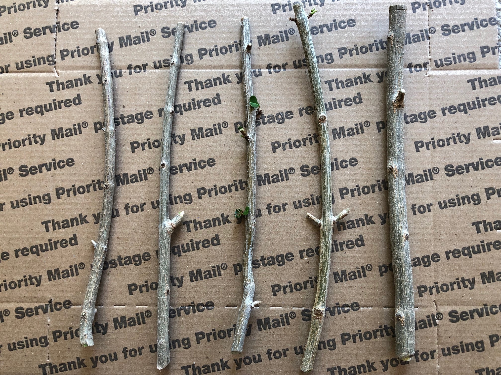 Four (4) EVERSWEET POMEGRANATE TREE Non-rooted Cuttings 7-8 Inches - Etsy