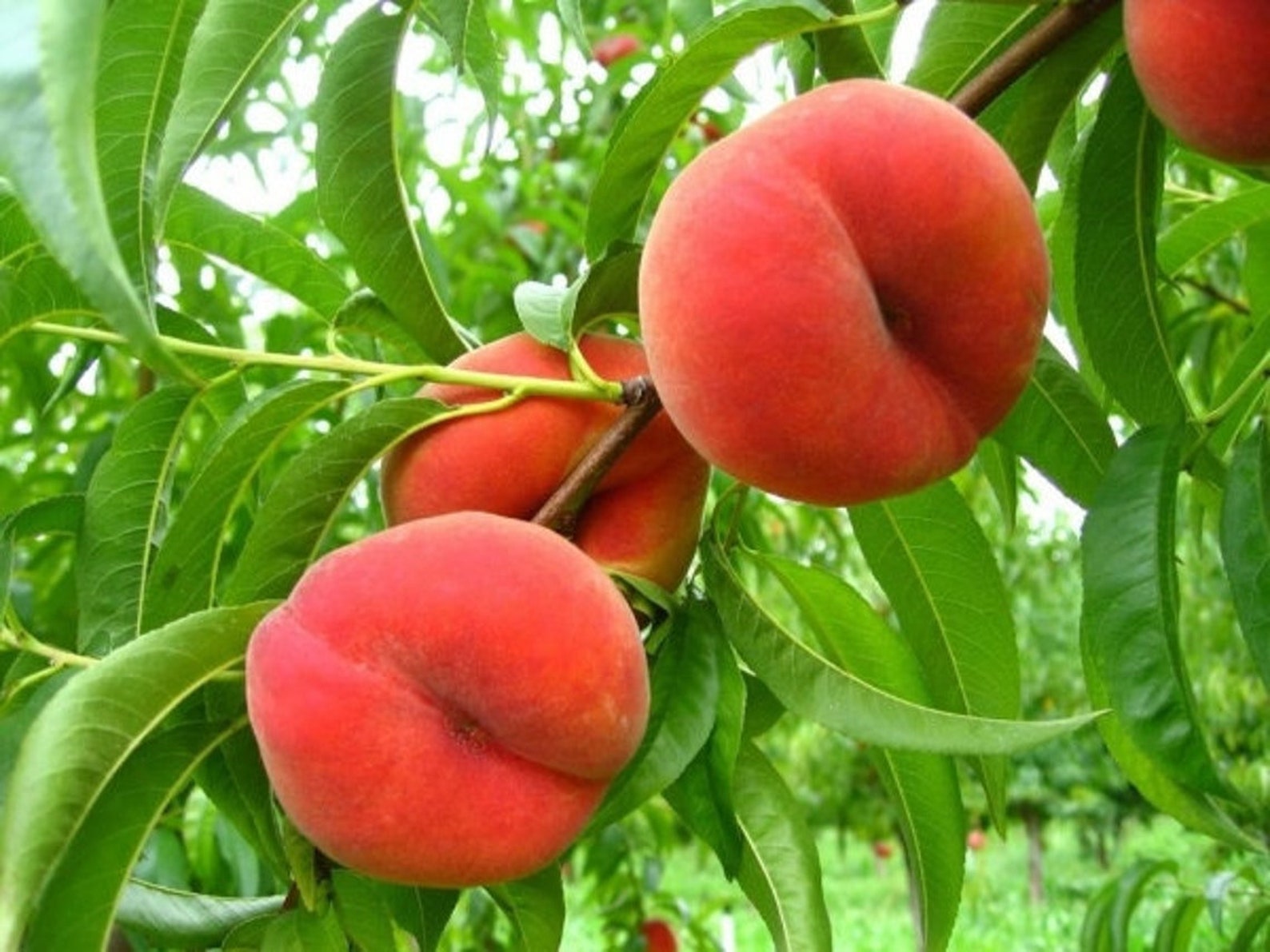 Donut Peach Tree 4 Unrooted Cuttings 7-8 Inches for - Etsy