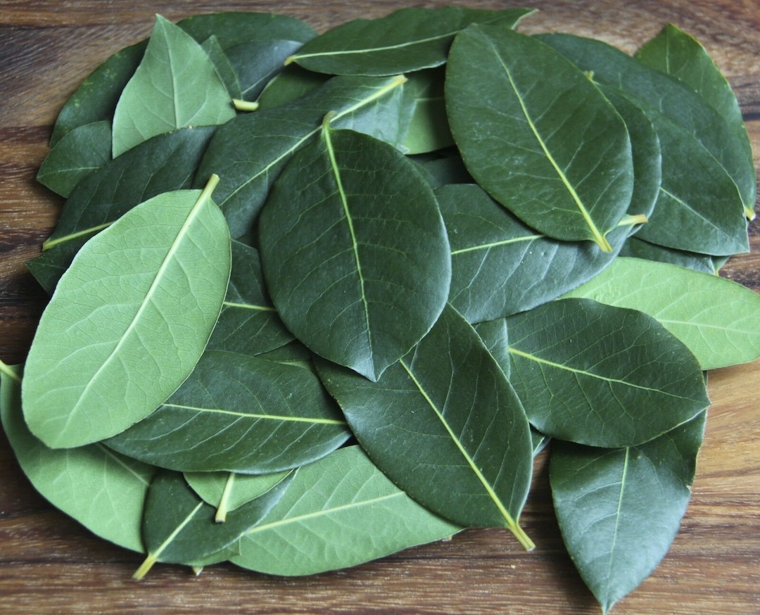 150 Fresh Bay Leaves – Handpicked for Maximum Flavor – Perfect for ...