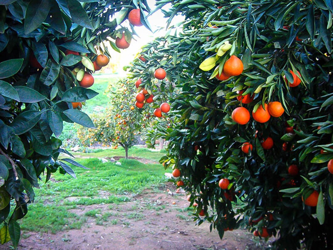 Four (4) Minneola Tangelo Tree - Unrooted Cuttings 7-8 Inches - Etsy