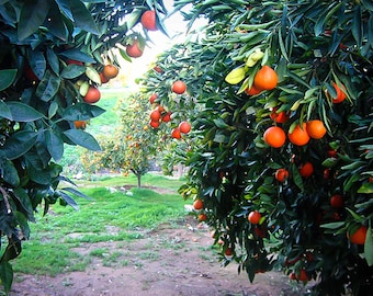 Four (4) Minneola Tangelo Tree - Unrooted Cuttings 7-8 Inches - Etsy