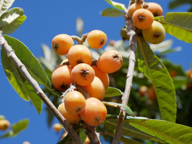 Loquat Tree – 4 Unrooted Cuttings (7-8 Inches) for Propagation - Etsy