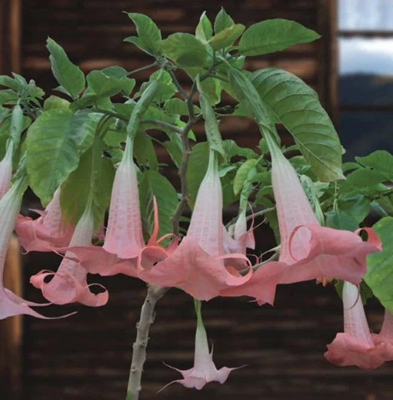 Pink Angel Trumpet 4 Unrooted Cuttings 7-8 EZ - Etsy