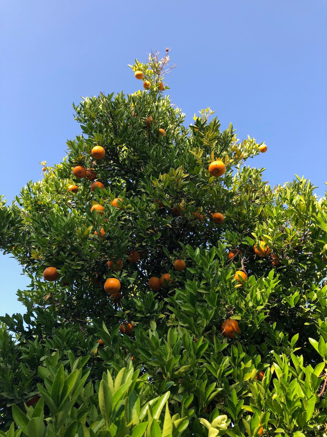 Honey Murcott Tangerine Tree 4 Unrooted Cuttings, the Epitome of Citrus ...