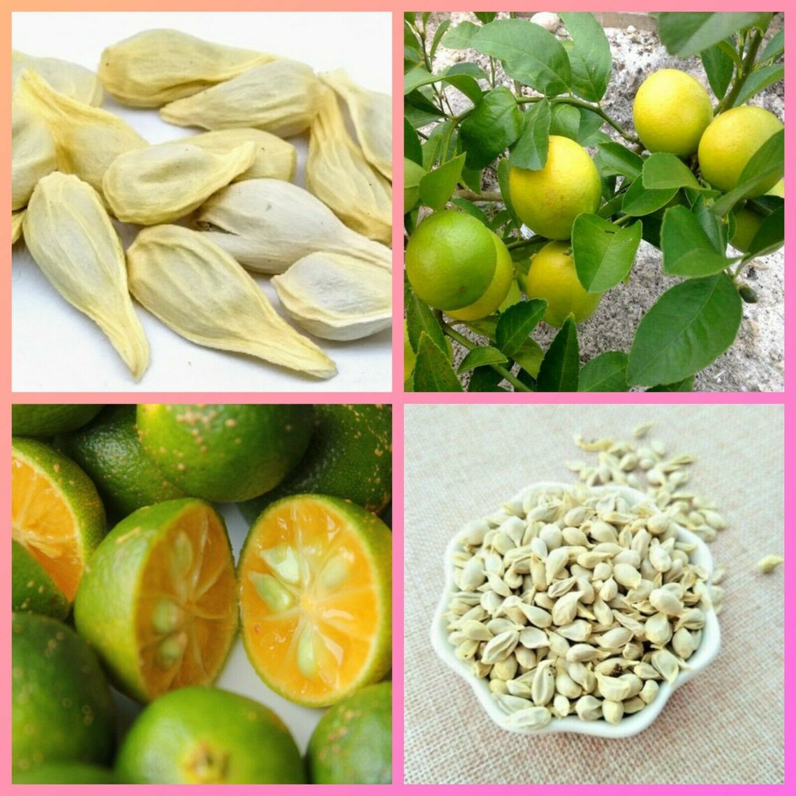 20 Calamansi Calamondin Lime Seeds - Etsy