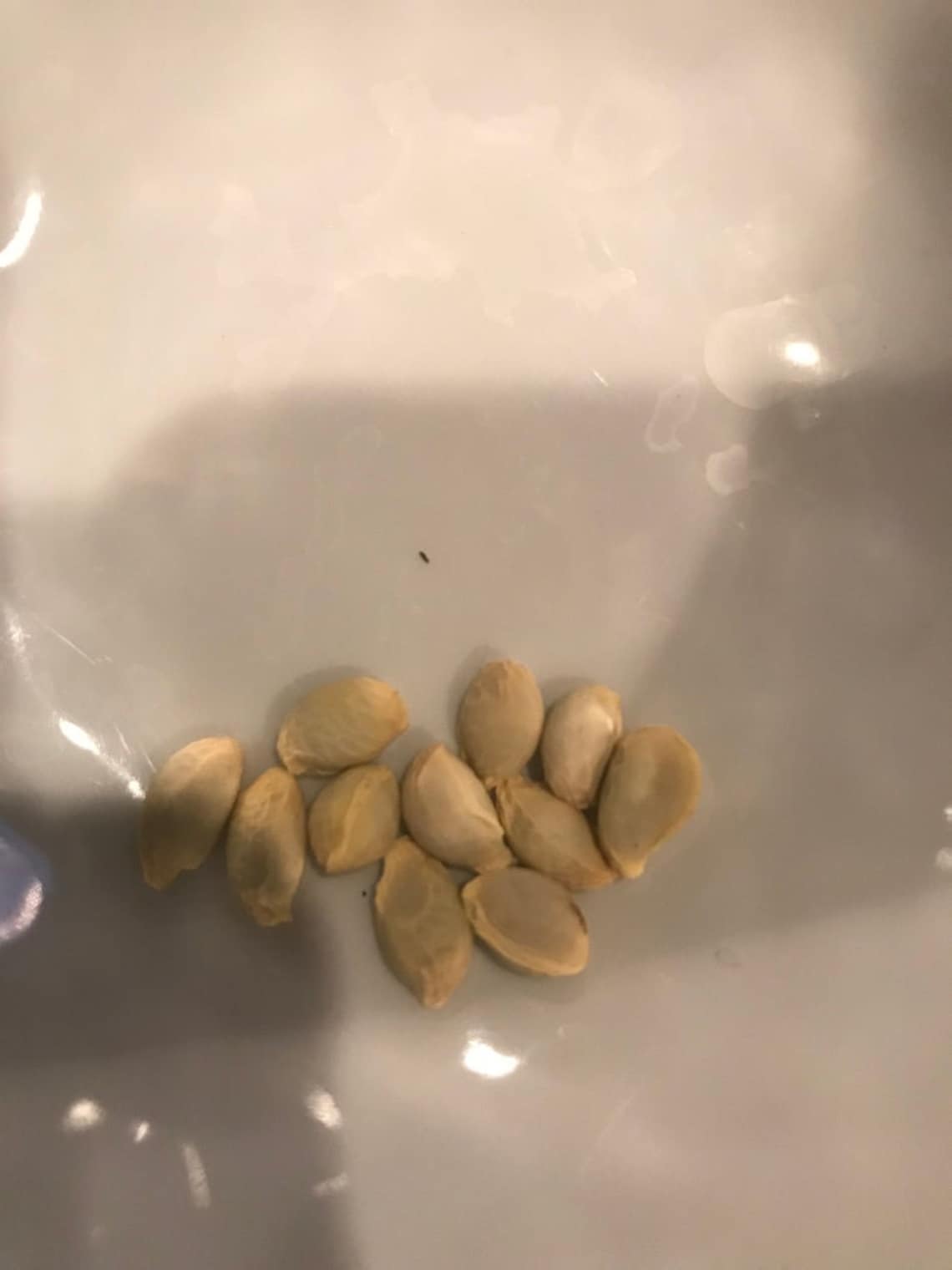 20 Calamansi Calamondin Lime Seeds - Etsy