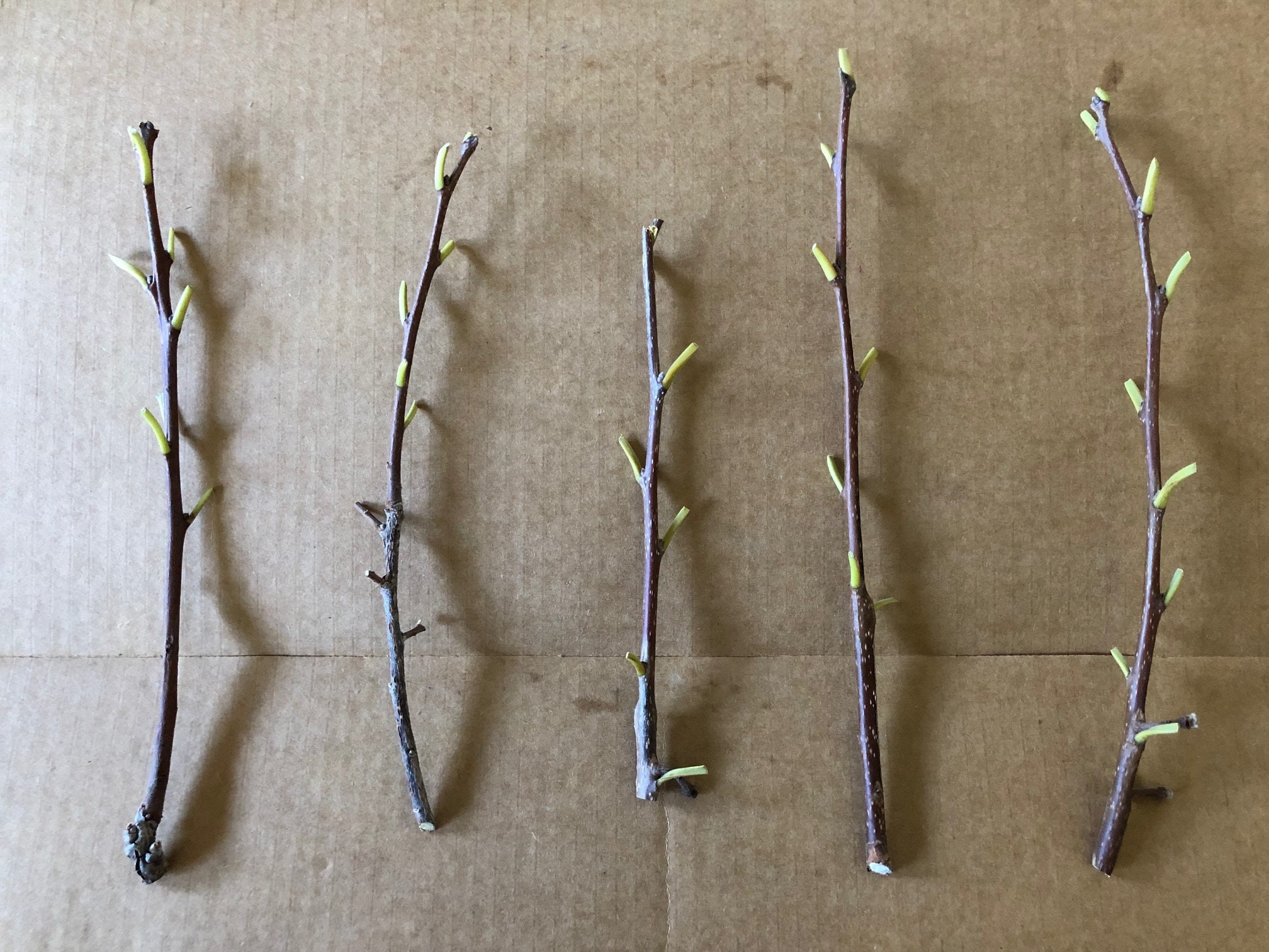Giant Fuyu Persimmon Tree 4 Unrooted Cuttings 7 8 Inches Etsy