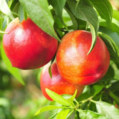 Tropic Gold Apricot Tree 4 Unrooted Cuttings 7-8 Inches - Etsy