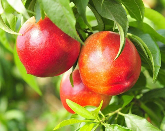 Red Gold Nectarine Tree, 4 Unrooted Cuttings 7-8 Inches - Etsy