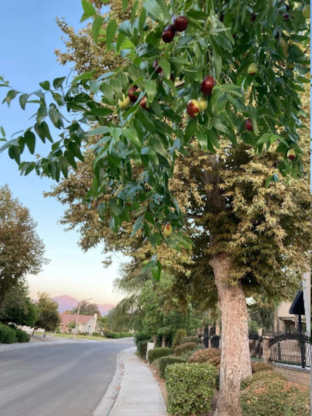 Four (4) Li Jujube Tree Unrooted Cuttings 7-8 Inches - Etsy