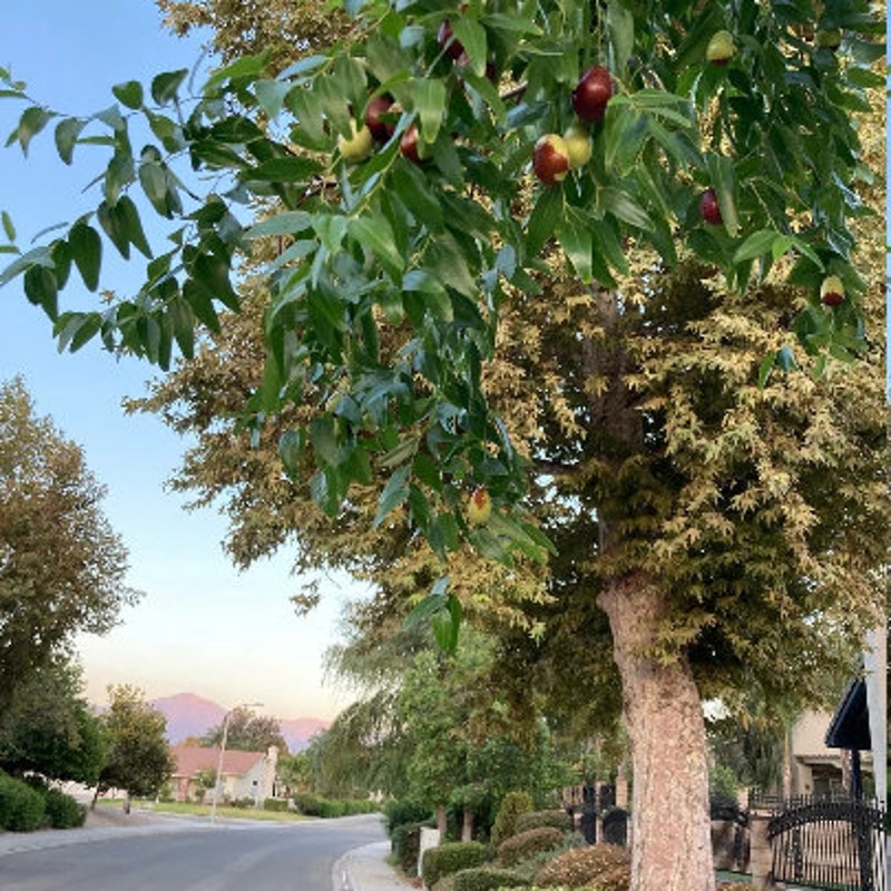 Jujube Tree for Sale - Etsy