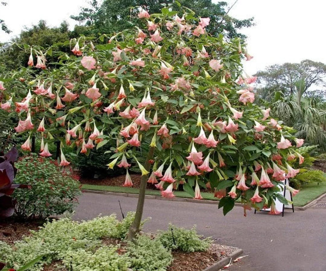 Pink Angel Trumpet 4 Unrooted Cuttings 7-8 EZ - Etsy