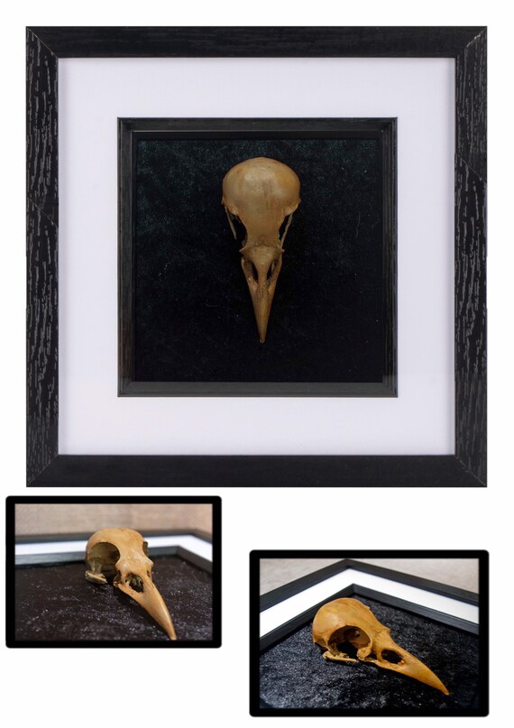 Full 3d Printed Anatomical Ravens Skull Art - Etsy