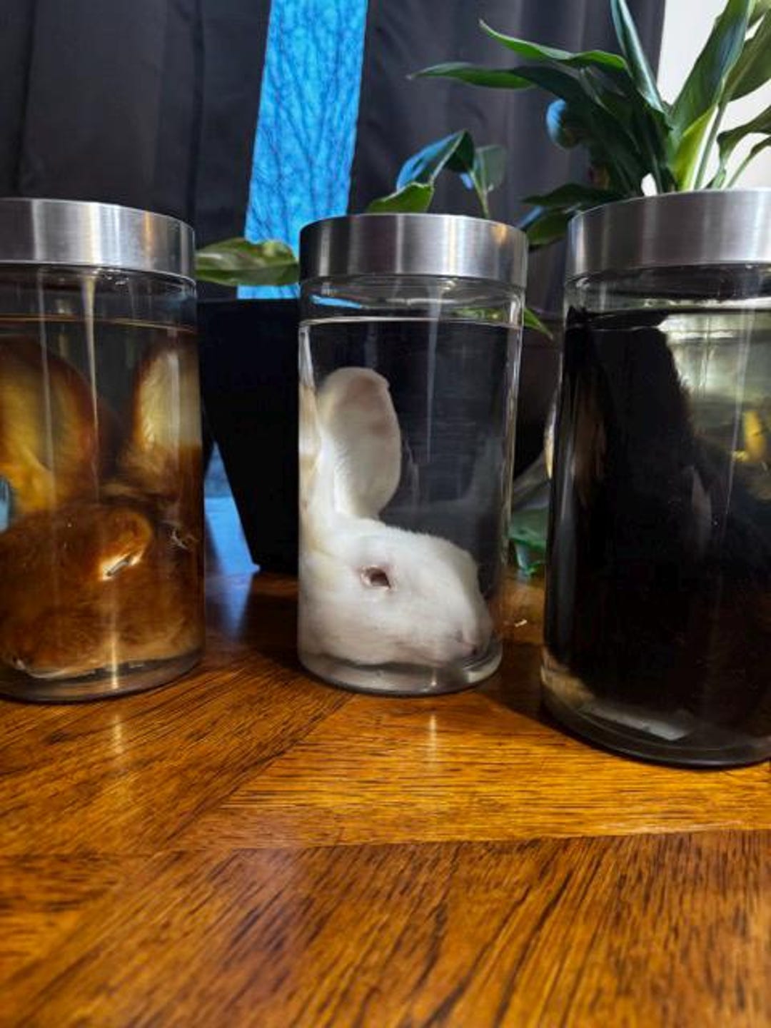 Fresh Rabbits SOLD SEPARATELY - Etsy