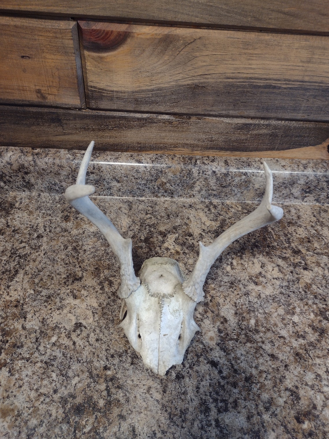 Whitetail Rack - Etsy