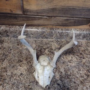 Whitetail Rack - Etsy