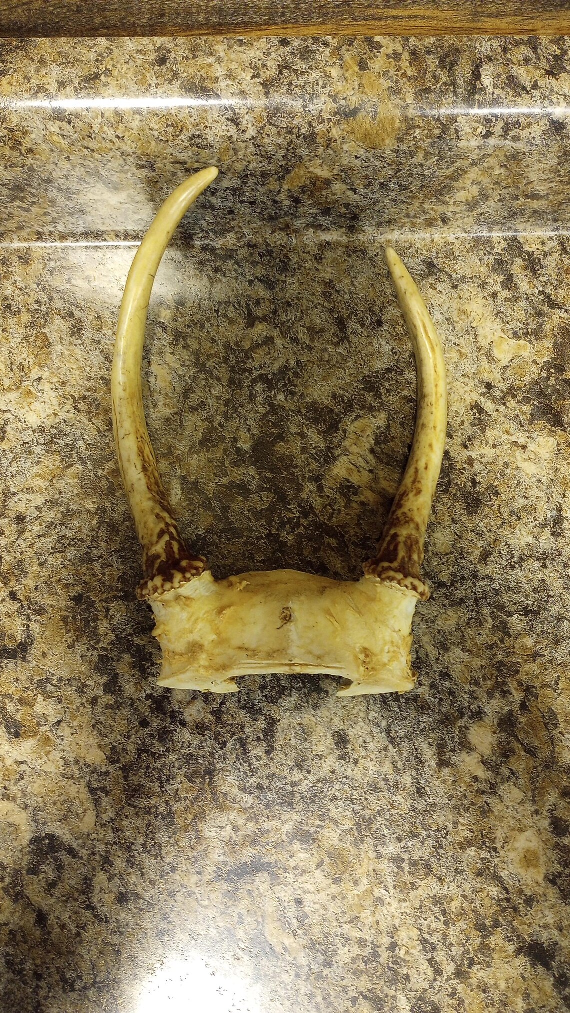 Deer Shed Rack - Etsy