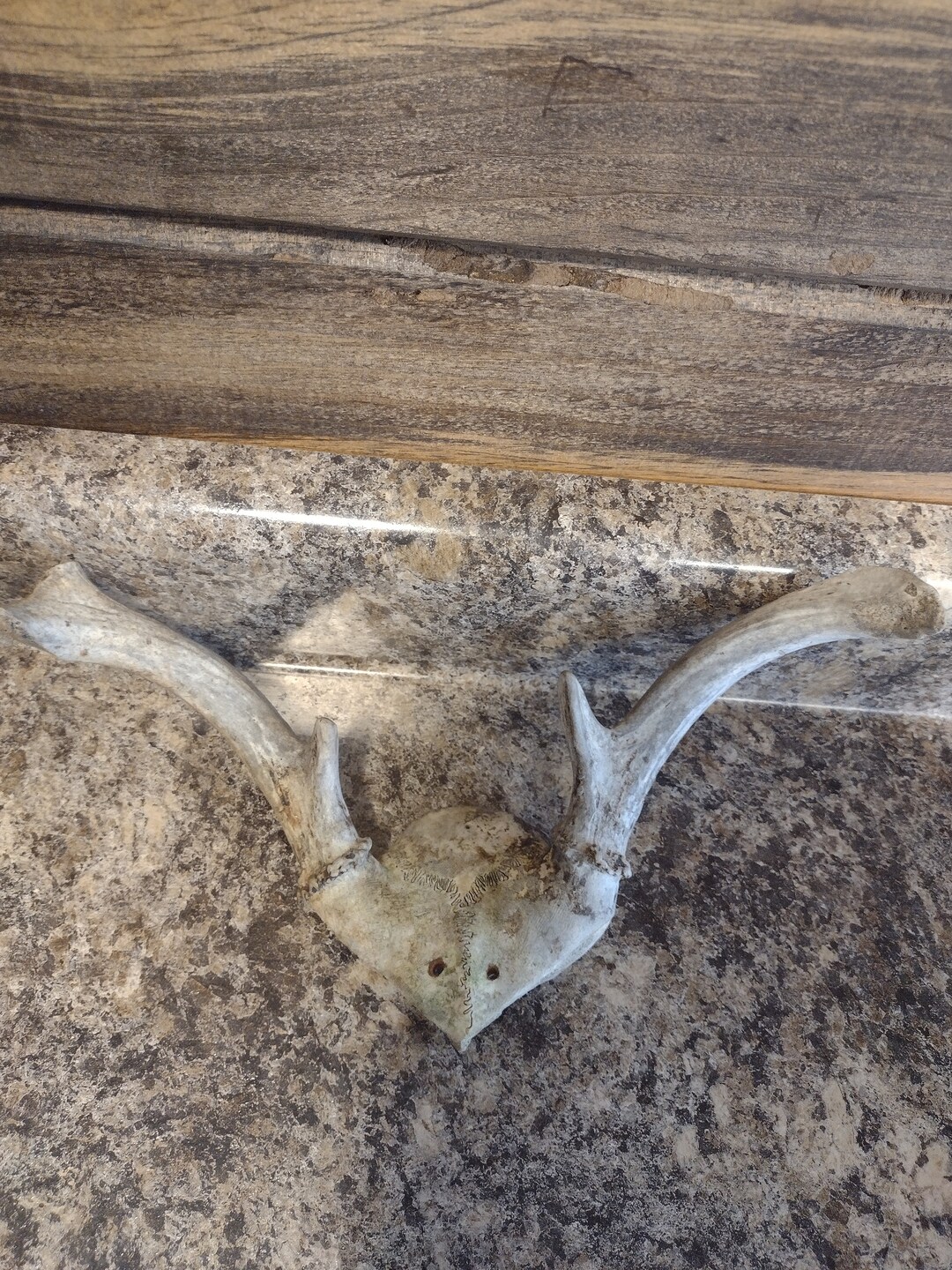 Whitetail Rack - Etsy