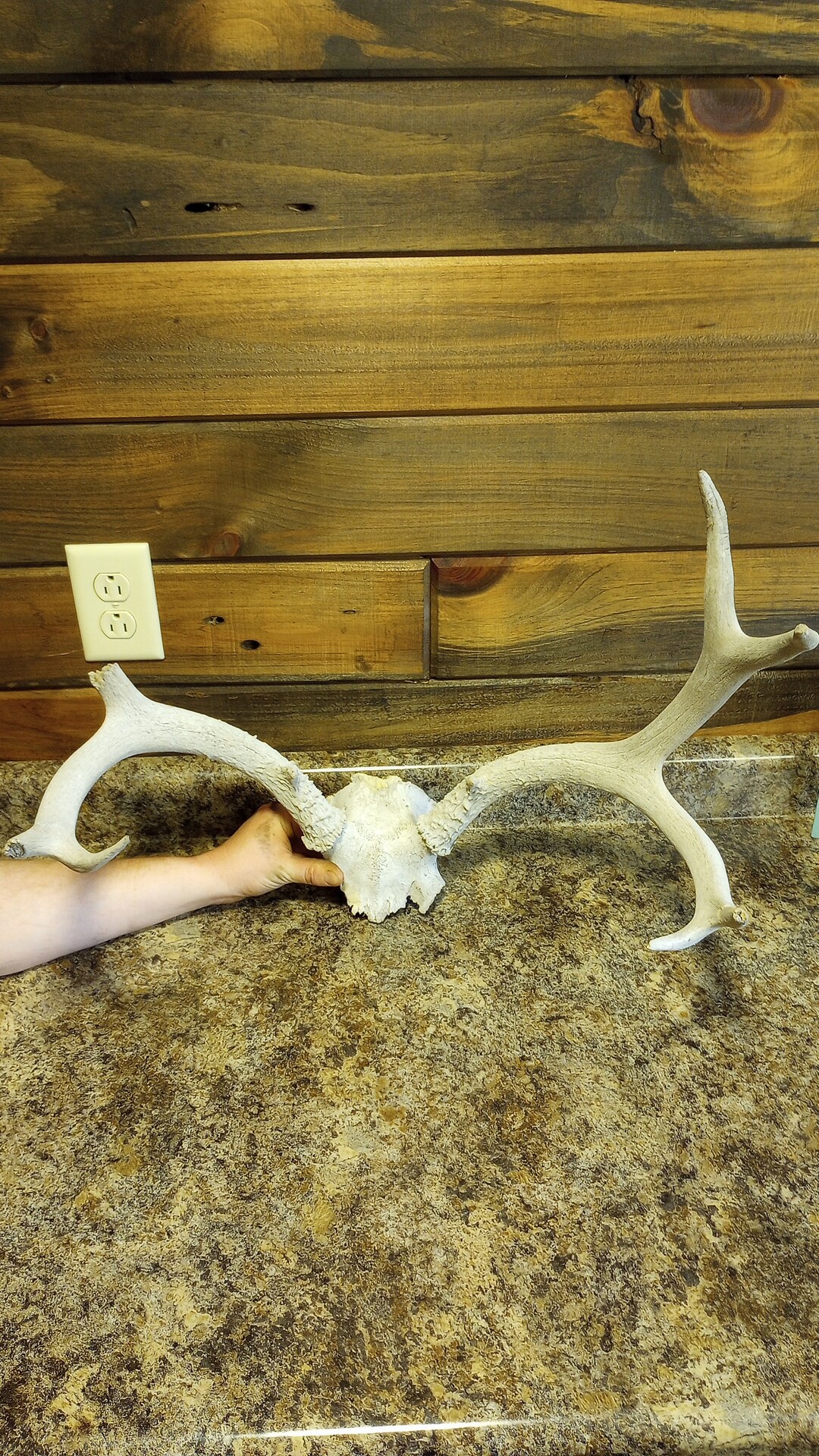 Mule Deer Shed Rack - Etsy