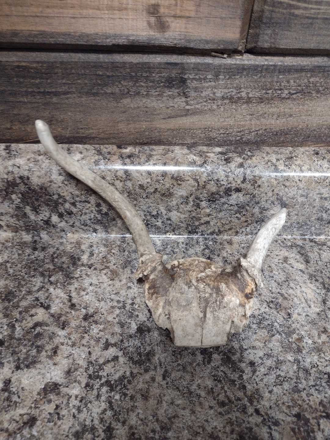 Whitetail Rack - Etsy