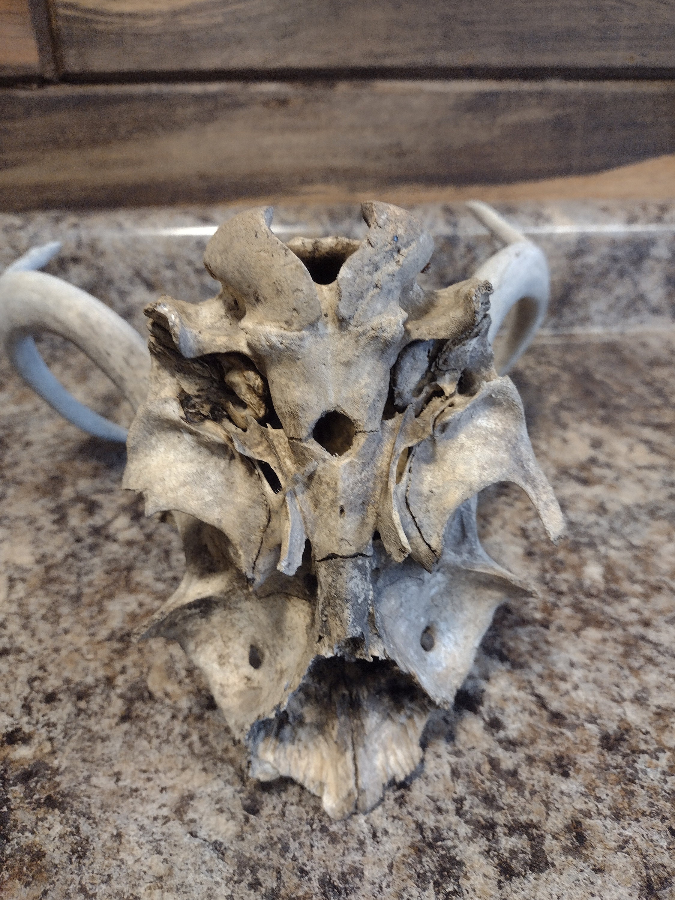 Whitetail Rack - Etsy