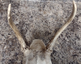 Whitetail Rack - Etsy