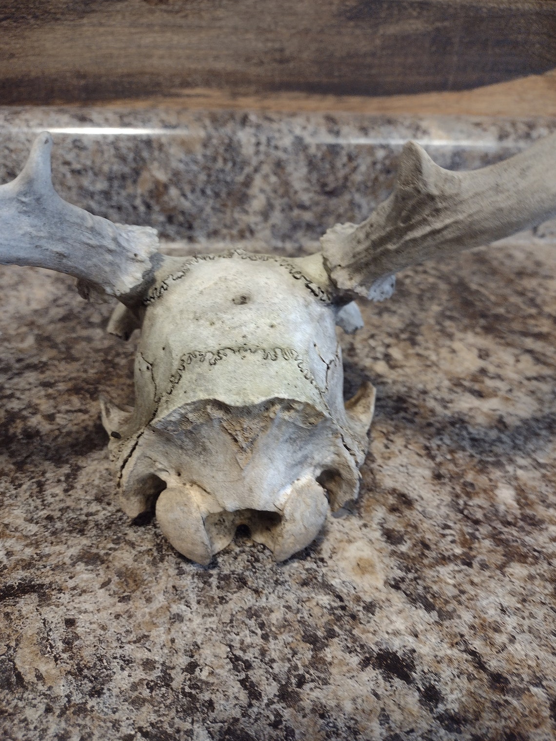 Whitetail Rack - Etsy