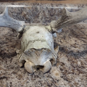 Whitetail Rack - Etsy