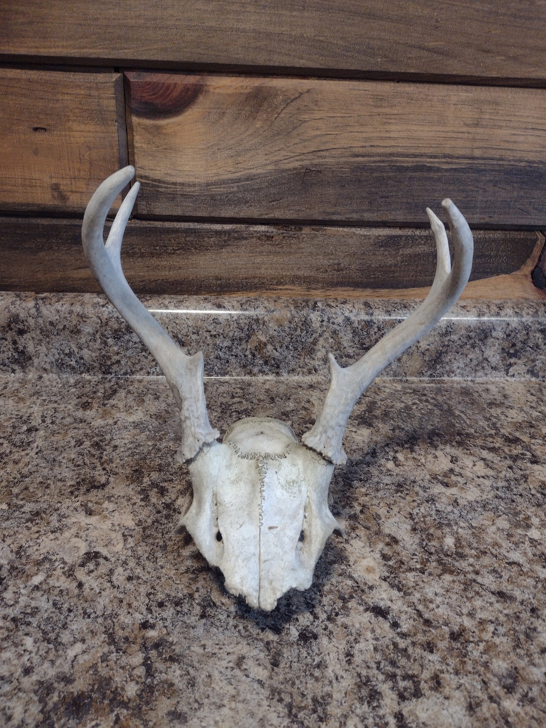Whitetail Rack - Etsy