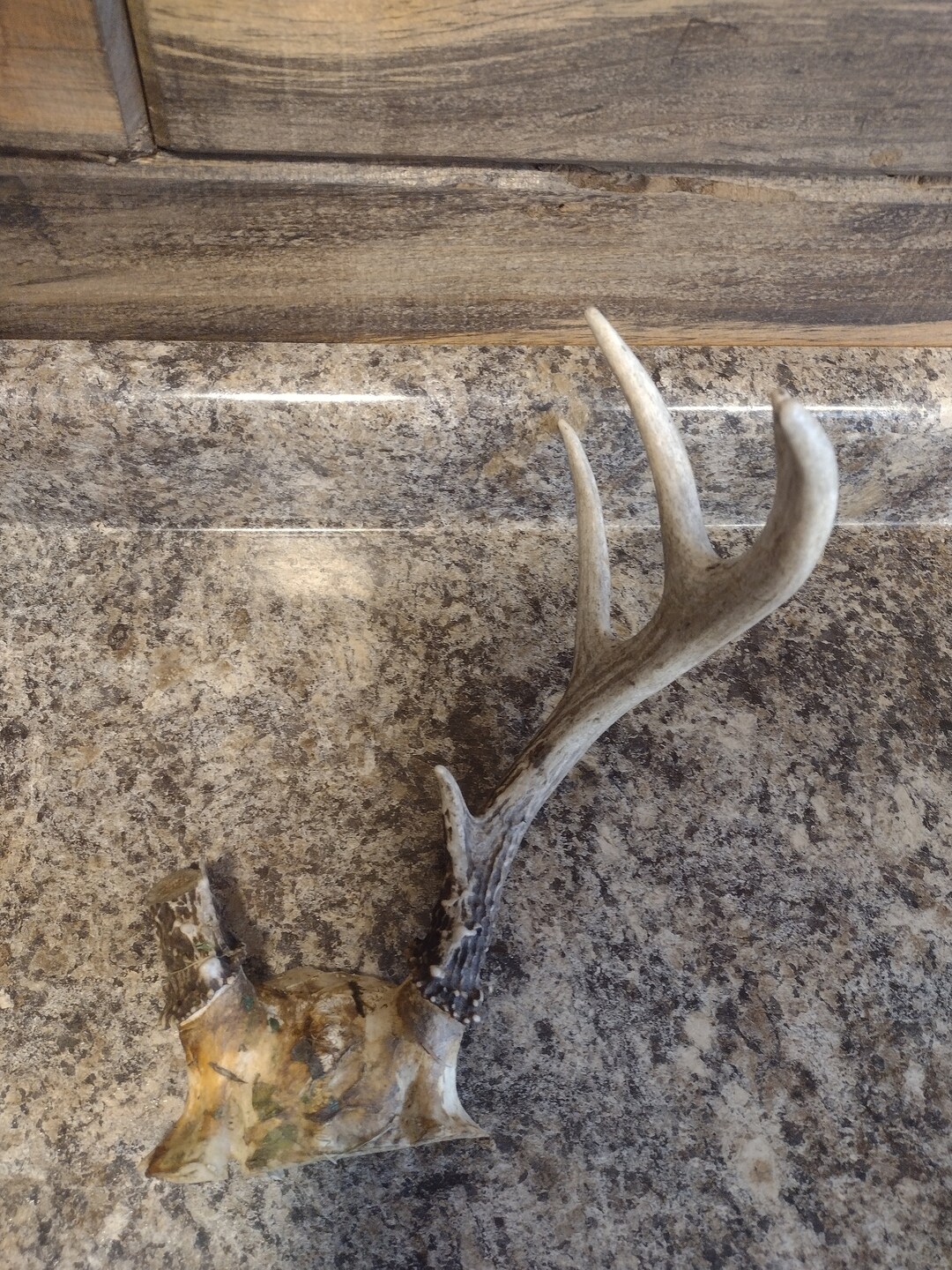 Whitetail Rack - Etsy