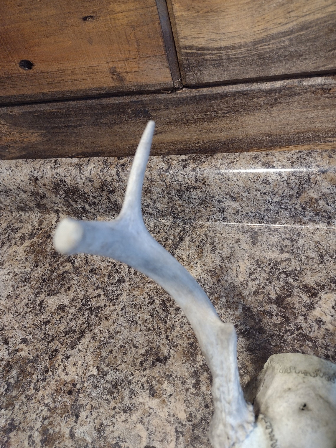 Whitetail Rack - Etsy